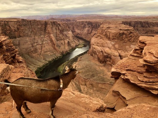 ‘Frankie the Adventure Goat’ Has Traveled Over 60,000 Miles Across ...