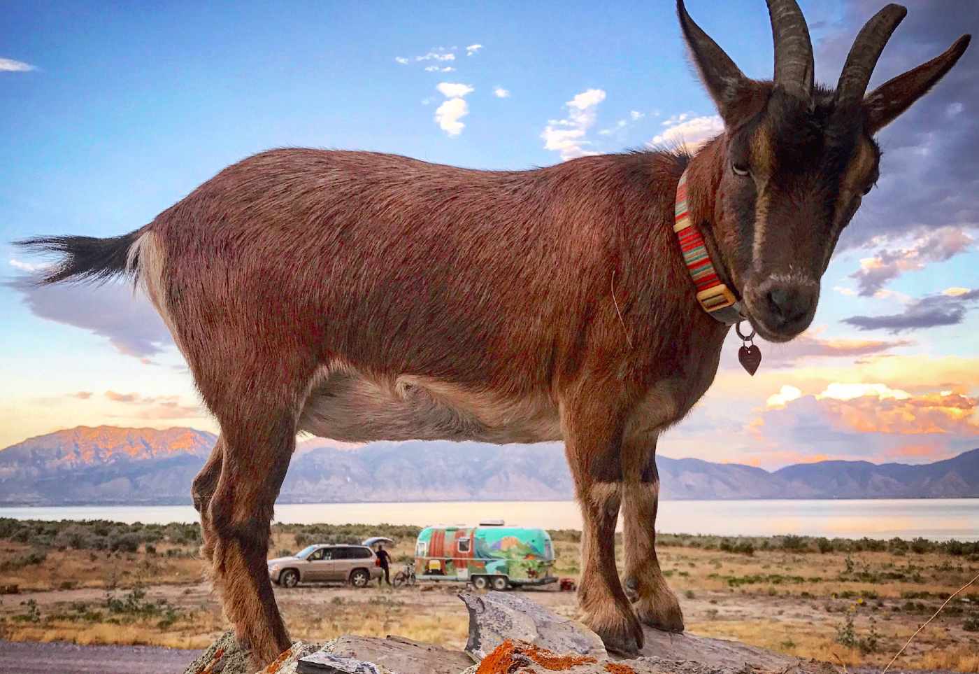 ‘Frankie the Adventure Goat’ Has Traveled Over 60,000 Miles Across ...