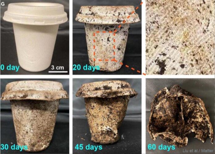Researchers Make Biodegradable Tableware From Sugar and Bamboo So it ...