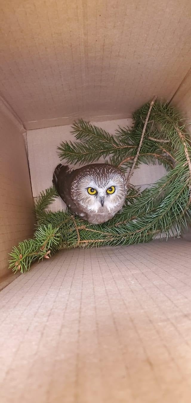 A Miracle on 34th Street for Tiny Owl Found Stowed Away in Rockefeller ...