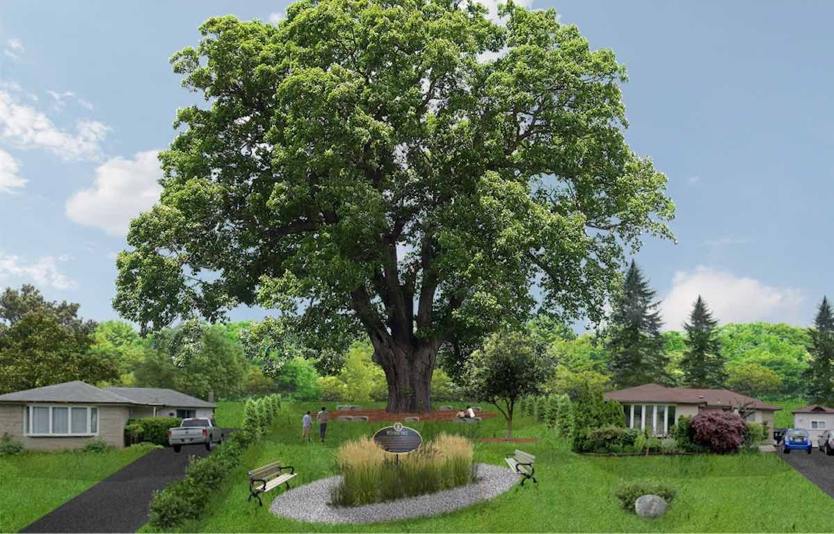 Toronto’s Oldest Tree Will No Longer Be Cut Down Thanks to Last-Minute ...