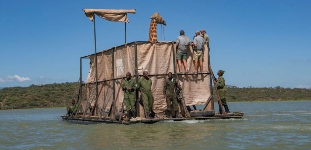 After Intense Flooding, Giraffes Are Being Brought To Safety in Custom ...