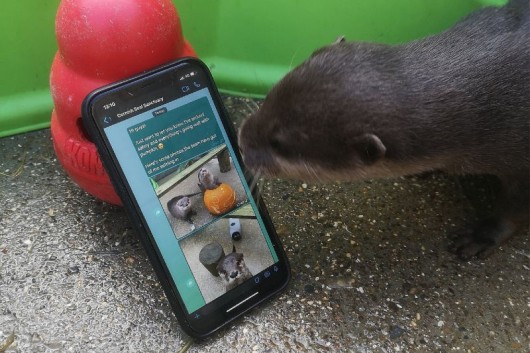 Two Lonely Otters Introduced at a Sanctuary Are Now Living ‘Happily ...
