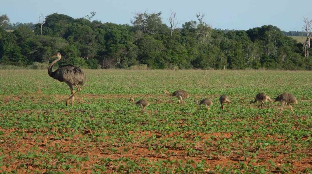 14 Years Ago the Amazon Was Being Bulldozed for Soy – Then Everything ...