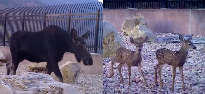 ‘It's working!’ From Bobcats to Bears, Utah's First Wildlife Bridge is ...