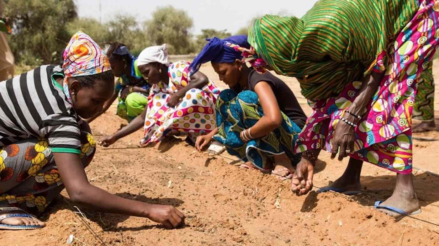 $14 Billion Raised For Great Green Wall to Continue Planting Trees ...