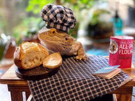 This Lizard Has His Own Cookbook – and it's Utterly Adorable