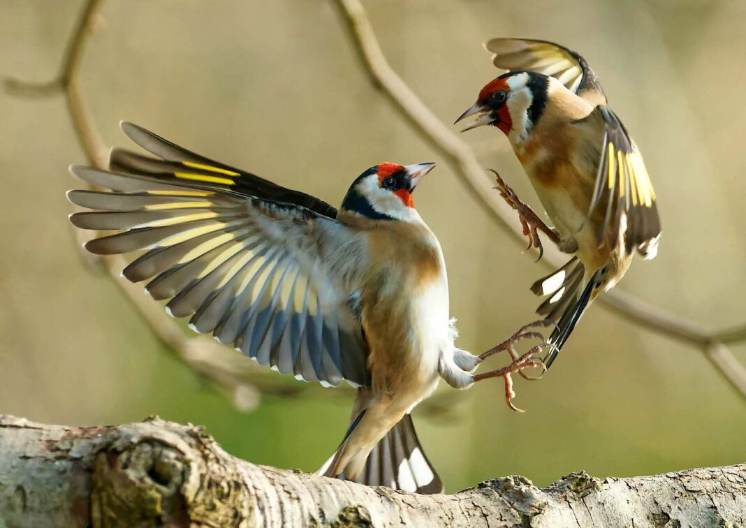 Photographer Uses Lockdown to Snap Photos of Amazing Wild Birds in ...