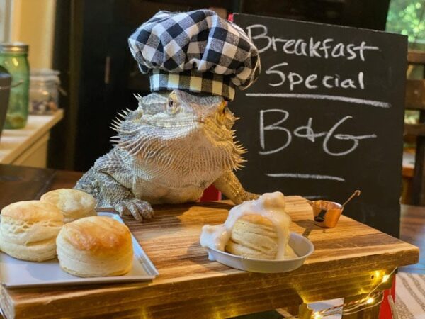 This Lizard Has His Own Cookbook – and it's Utterly Adorable