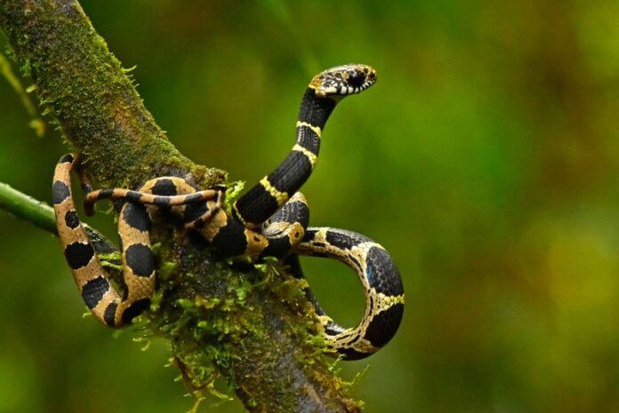 New Species, Devil-eyed Frog, and Satyr Butterfly Not Seen For a ...