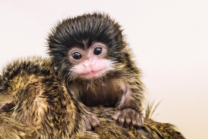These Emperor Tamarin Triplets Were Born the Size of a Thimble - With ...