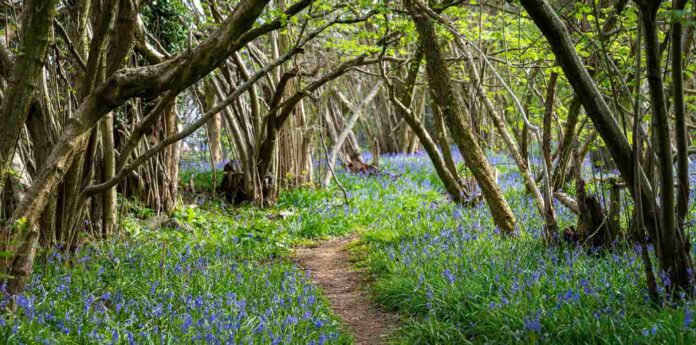 Everyone in England is Planting Wildflower Meadows After Prince Charles ...