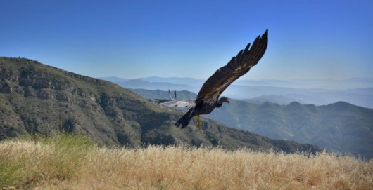Endangered Condors to Return to Northern California Skies After Nearly ...