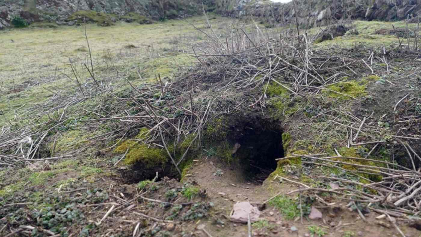 Down the Rabbit Hole: Bunnies in Wales Dig Up Treasure of 9,000-Year ...