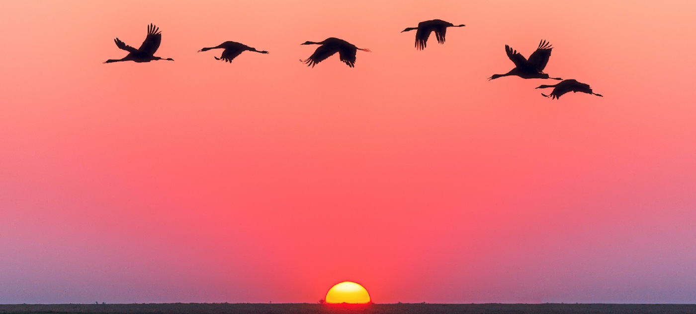 Being Around Birds Makes Us Much Happier Says New Science
