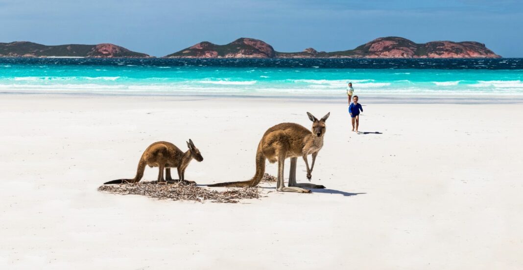 Study Shows Wild Kangaroos Can Intentionally Communicate With Humans