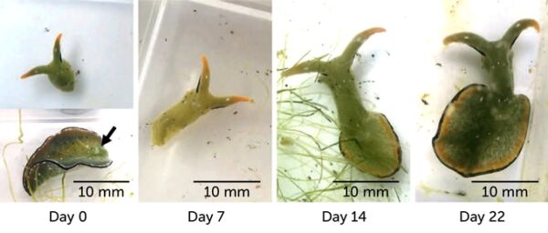 Meet the Sea Slugs That Chop Off Their Heads and Then Grow New Bodies