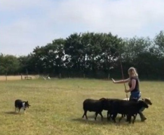 Deaf Sheepdog Returns to Herding Her Flock After Learning 'Sign Language'