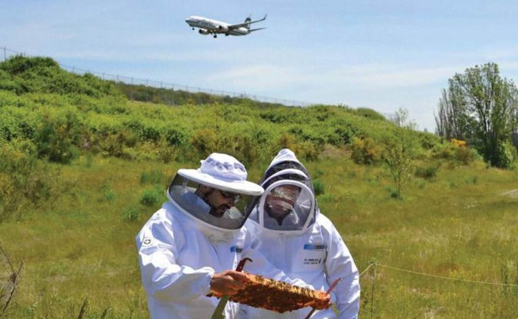 Airport Calls in the Beekeepers to Save Pollinators