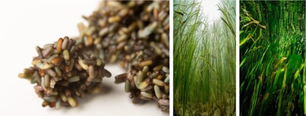 Sustainable Seagrass High in Omega-6 and Protein is Better Than Rice ...