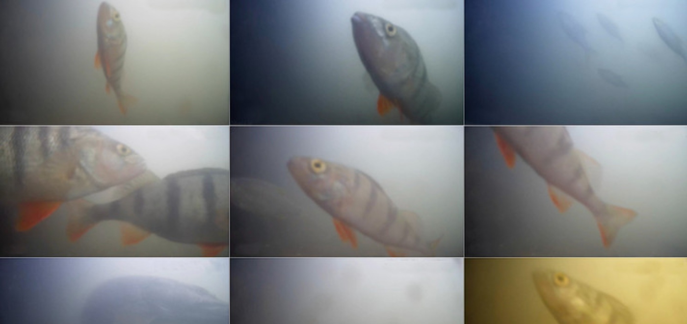 Dutch Citizens are Using a “Doorbell” to Help Fish Pass Through the ...