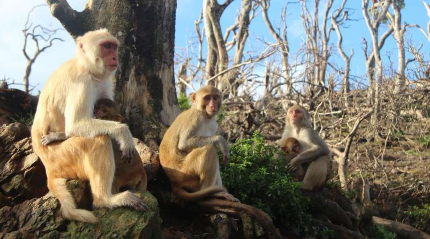 Monkeys Unite and Form Unlikely Alliances After Hurricane Maria Ravaged ...