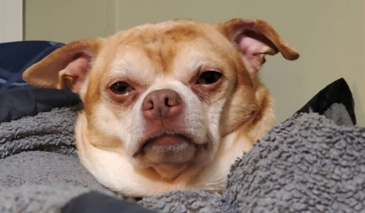 Prancer the 'Demonic Chihuahua' Who Went Viral Finds Dream Forever Home