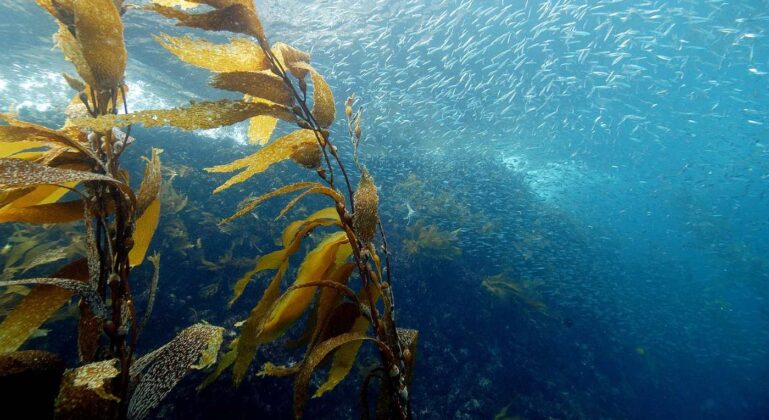 Seaweed is the Food –and Fuel– of a Sustainable World, And it May Start ...