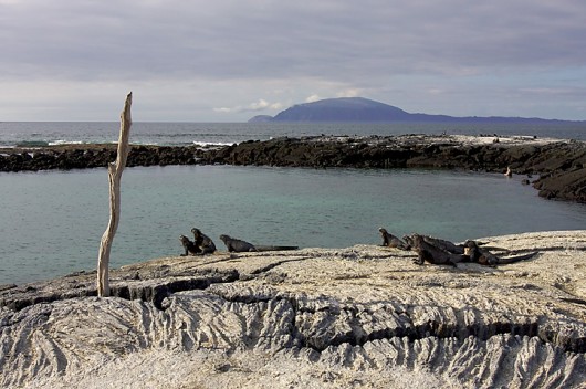100-Year-Old Galápagos Giant Tortoise Found on Fernandina Island is ...