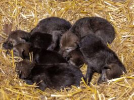 12 Critically Endangered Red Wolf Pups Are Born in North Carolina – A ...