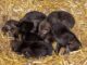 12 Critically Endangered Red Wolf Pups Are Born in North Carolina – A ...
