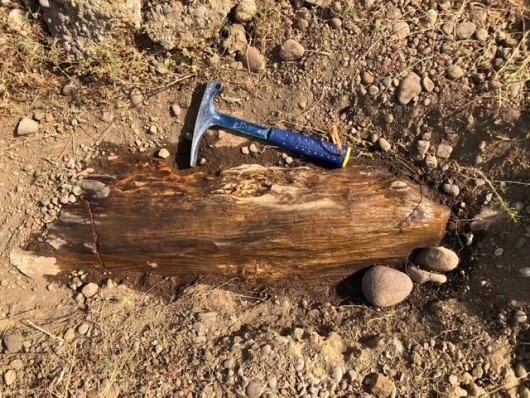 Astounding Fossil Discovery in California After Man Looks Closely at ...