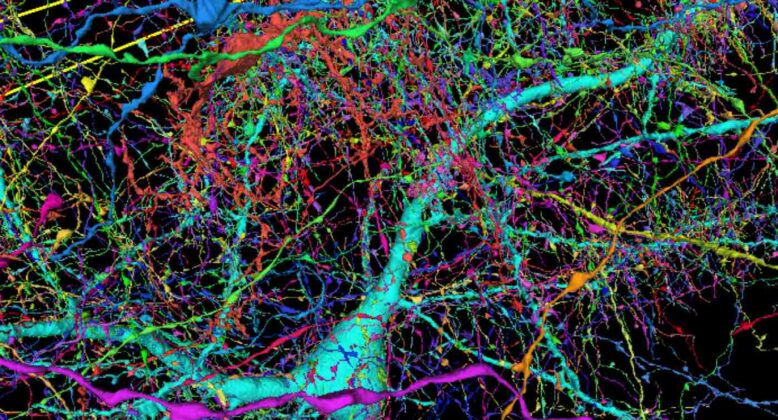 Google and Harvard Map a Tiny Bit of Our Ridiculously Complex Brain ...