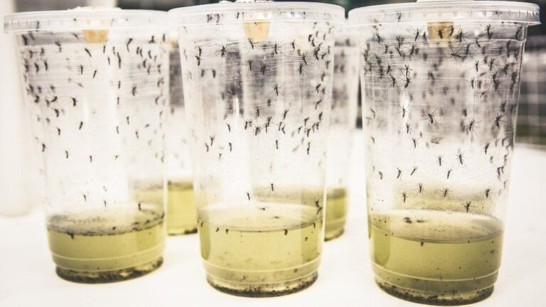 'Miraculous' Mosquito Hack Cuts Dengue Disease Rate by 77%
