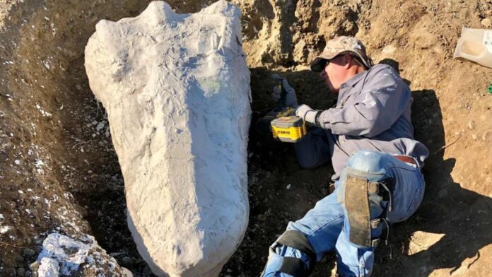 Astounding Fossil Discovery in California After Man Looks Closely at ...