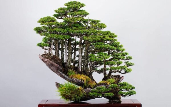 80-Year-old Bonsai Master Creates Incredible Tiny Forests As a Rebel in ...