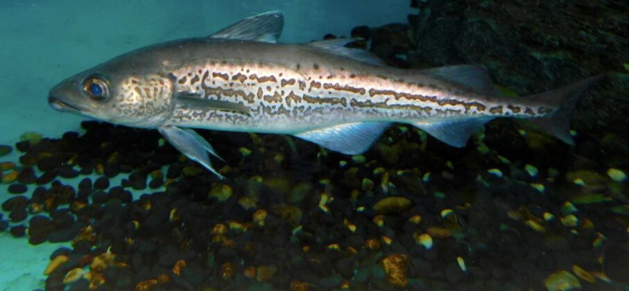 This Beloved Alaskan Fish has the Lowest Carbon Footprint of Any Major ...