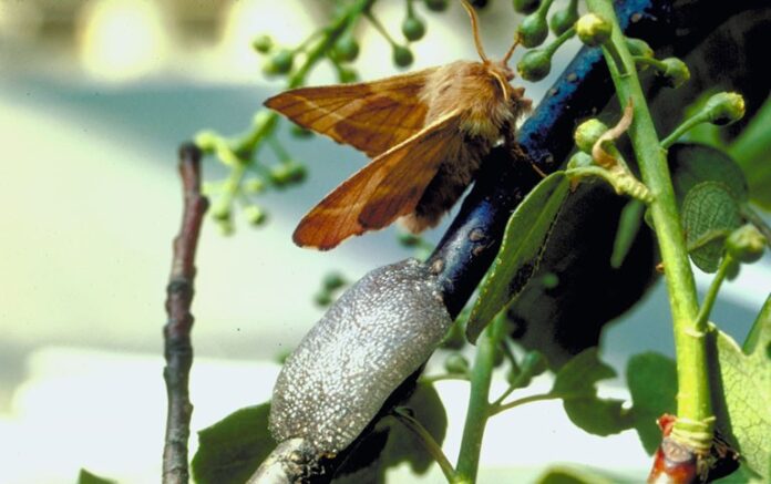 Smithsonian Says These Moths Are So Gorgeous, They Put Butterflies to ...