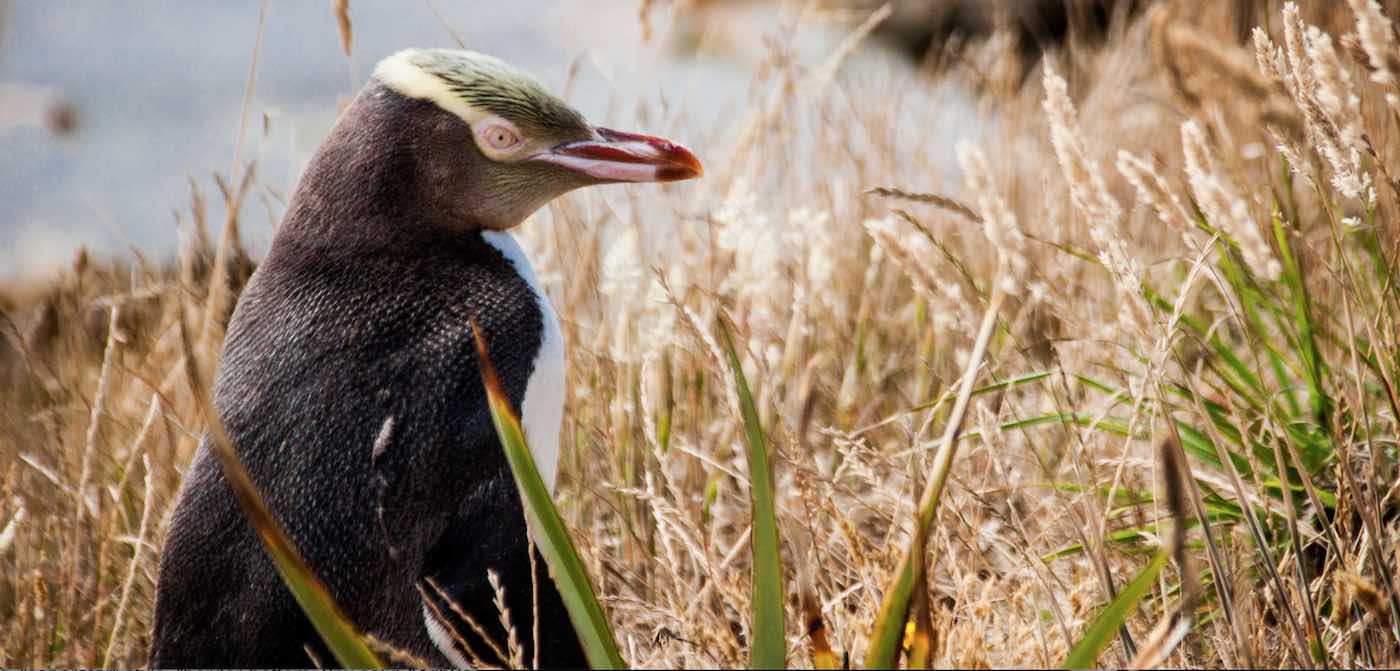 New Zealand Penguin Hospital Saves Endangered Birds That Would Be ...