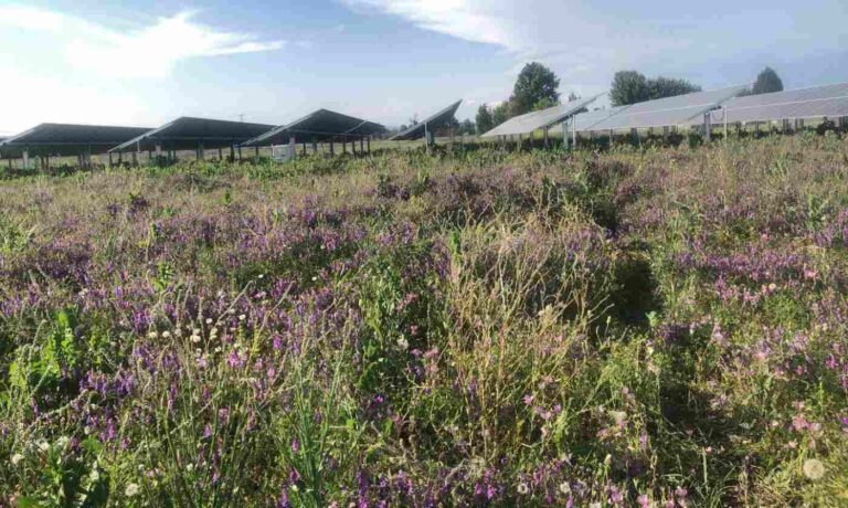 Shade From Solar Panels Increases Abundance of Flowers, Benefiting ...