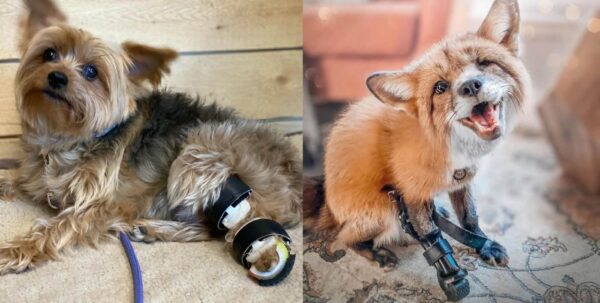 The ‘Wizard of Paws’ Makes Prosthetics to Fit Any Animal – Lending a ...