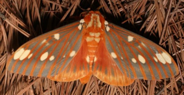 Smithsonian Says These Moths Are So Gorgeous, They Put Butterflies to ...