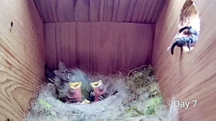 Man is Stunned After He Sets Up Camera Inside Bird Box and Attracts 41 ...