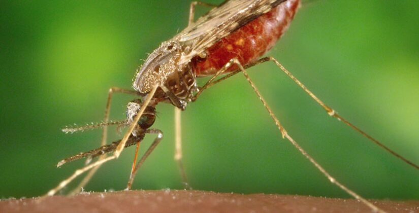 New Mosquito Repellent Works Better Than DEET, is Safer, and Smells Good