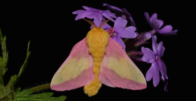 Smithsonian Says These Moths Are So Gorgeous, They Put Butterflies to ...