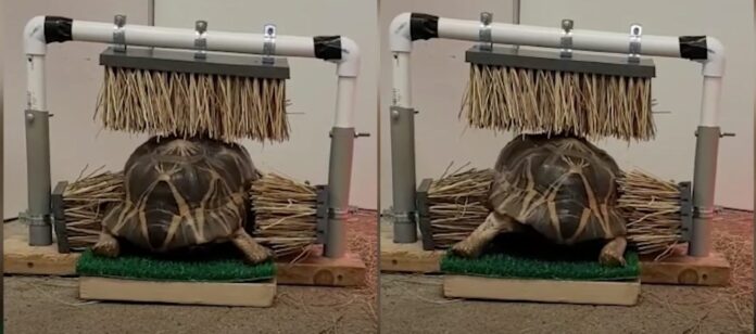 Watch This Lucky Tortoise Enjoy His Homemade Scratcher Device Crafted ...