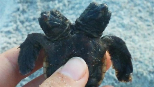 Two-Headed Turtle Discovered Hatched on South Carolina Beach Gives ...