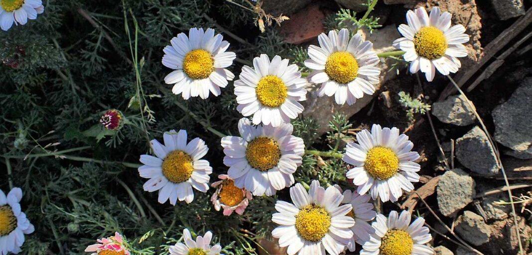 The Yellow Center of the Deadliest Flower is a Lifeline to Farmers ...