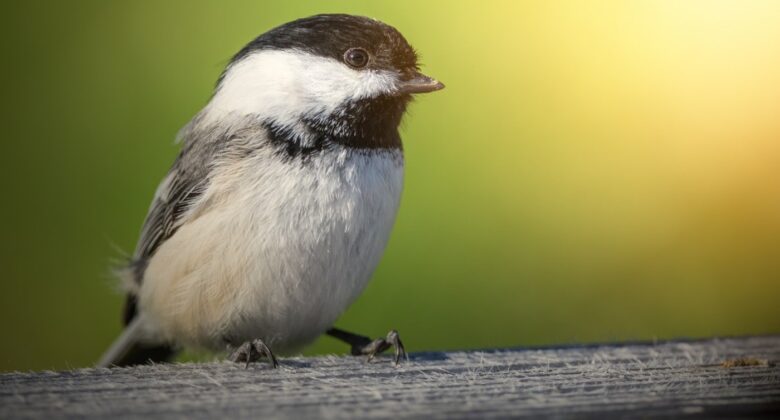Don't Worry, Birds Won't Become Dependent on You Feeding Them, Says Study