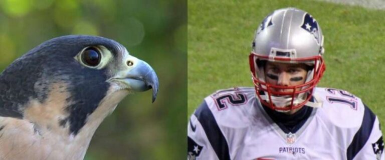 Falcons Have Natural 'Eye Makeup' to Improve Hunting Ability ...